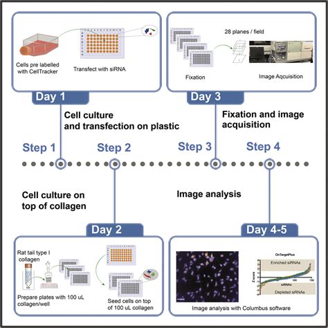cell press star protocols