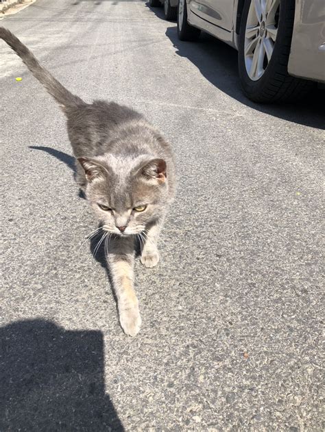 고양이는 정말 귀여워 정말 귀여워 Daum 카페