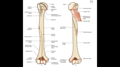 Surgical Neck Anatomical Neck And Morphological Neck Of Humerus Youtube