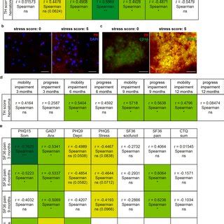 Effects Of D Of Chronic Subordinate Colony Housing CSC On Bone Download Scientific Diagram