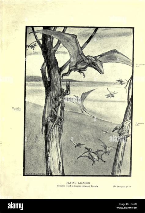 This Work Presents Visual And Written Evidence Of Evolutionary Processes Focusing On Past