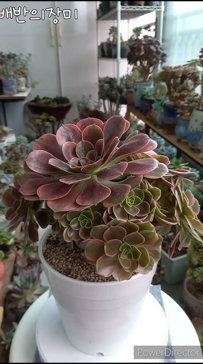 배반의 장미 다육이 에오니움 Youtube