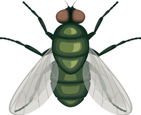 The Green Fly Fly Insect Image Of A Fly Top View A Flying Insect Vector Illustration