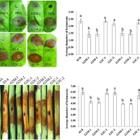 Three Gα Subunits In Valsa Mali A Phylogenetic Analysis With G Download Scientific Diagram