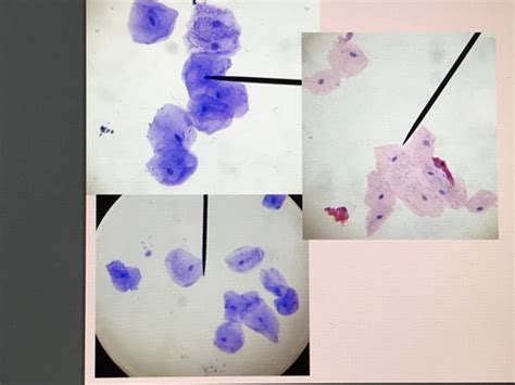 Biol 2500 Lab Practical 1 Histology Flashcards Quizlet
