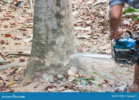 Man With Chainsaw Cutting Tree Stock Image Image Of Firewood Lumberjack
