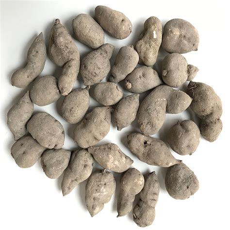 三叶青中药材野生蛇附子金线吊葫芦丝线吊金钟中草药石老鼠500g 虎窝淘