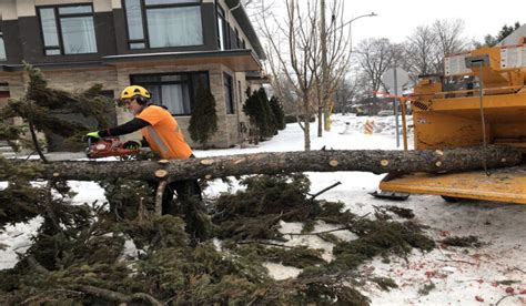 Residential Tree Services Near Me List Of Services