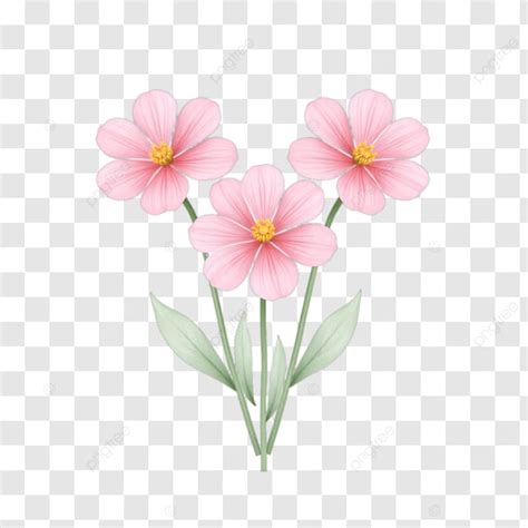 분홍색 꽃 피요 분홍색 꽃잎 꽃피다 Png 일러스트 및 Psd 이미지 무료 다운로드 Pngtree