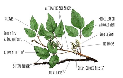 How To Identify Poison Ivy With Pictures Greenbelly Meals