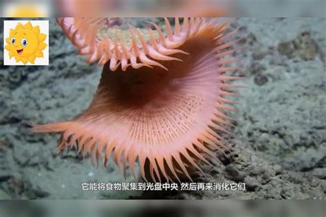 头上长包的丑鱼鱼类中的寿星5个长相怪异的动物