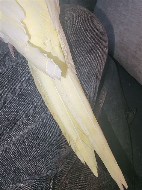 Is My Lutino Cockatiel A Male Or Female Rcockatiel