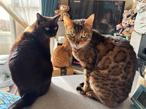 朝の日差しは良いね～ ♪ ねこの王国