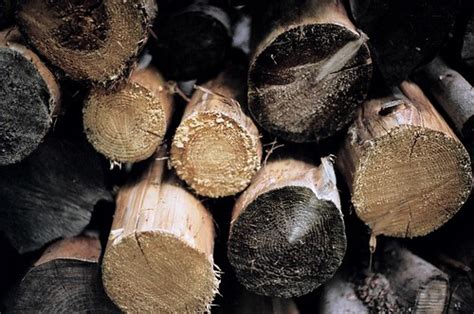 wood | welcome to wood week all wood all week | spDuchamp | Flickr