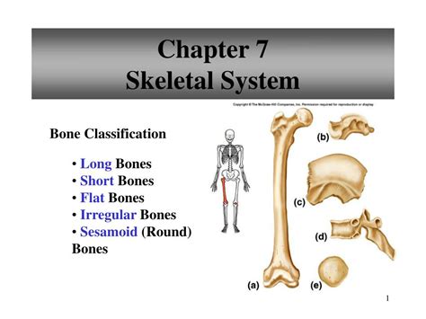Ppt Chapter 7 Skeletal System Powerpoint Presentation Free Download