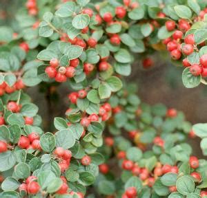 Кизильник - саженцы в питомнике растений «Медвежья поляна»