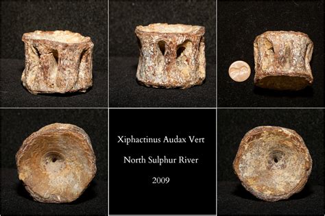 Texas Fossils The Fossil Forum