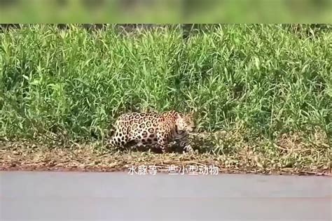 美洲豹大战凯门鳄，一口咬碎鳄鱼脑袋，太凶残了鳄鱼美洲豹脑袋