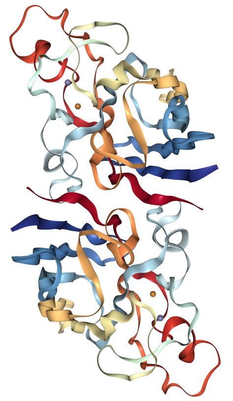 Sod1 Cu Zn Sod Protein Overview Sino Biological