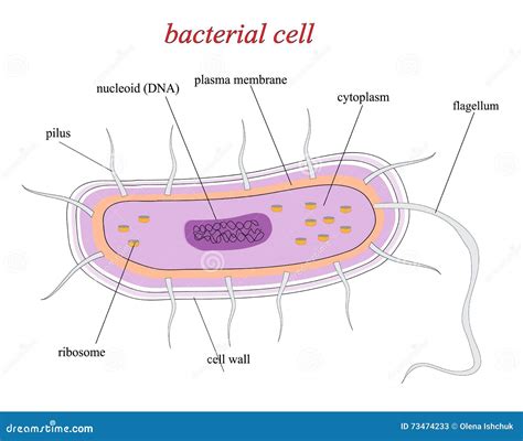 Structure Dune Cellule Bactérienne Illustration Stock Illustration Du Bactérie Bacille 73474233