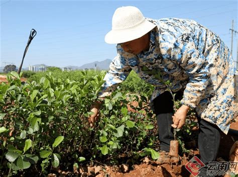 云南罗平｜苗木产业释放绿色动能发展绿化林业
