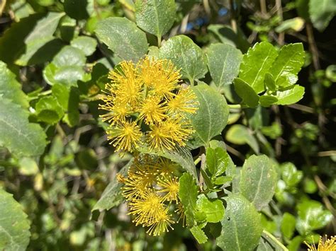 Corcolén Serrata Azara Serrata Vivero Pumahuida