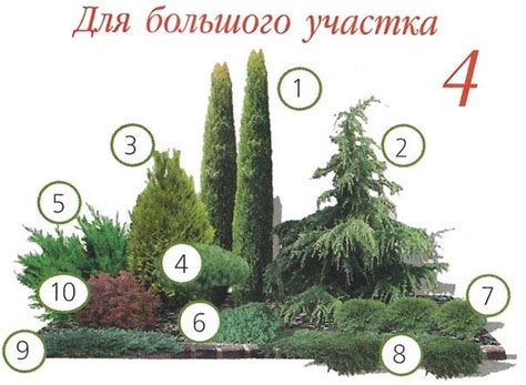 ВАРИАНТЫ ПОСАДКИ ХВОЙНЫХ РАСТЕНИЙ | Клумбы, Цветник план, Кустарники