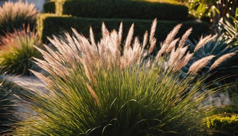 Ornamental Grass Bindy Australian Artificial Plants Pots