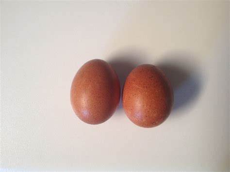 Sexing Eggs Page BackYard Chickens Learn How To Raise Chickens