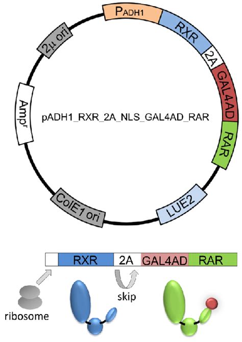 Schematic Of Bicistronic Protein Expression From A Single Expression Download Scientific
