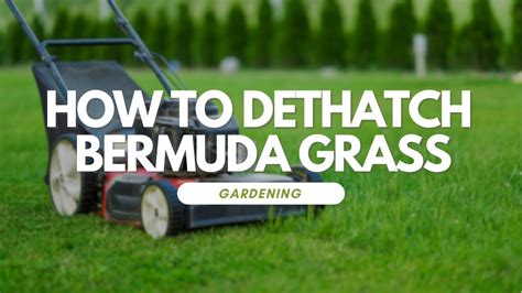 How To Dethatch A Bermuda Lawn Properly For Healthier Grass