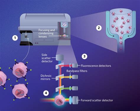 Flow Cytometry Scattering Light To Measure Cells The Scientist Magazine®
