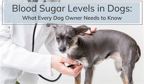 Blood Sugar Levels In Dogs What Every Dog Owner Needs To Know