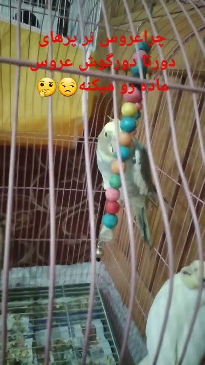 به عروس ماده لوتینوزردرنگدقت کنید،پراش کنده شده😒😒عروس عروس هلندی