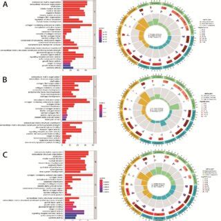 Gene Ontology Analysis In Different Sexes A Gene Ontology Analysis Download Scientific