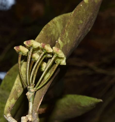 Hoya Lonolia Eflora Of India