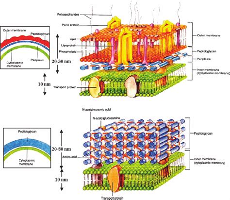 Schematic Structure Of Gram Positive And Gram Negative Cell Walls