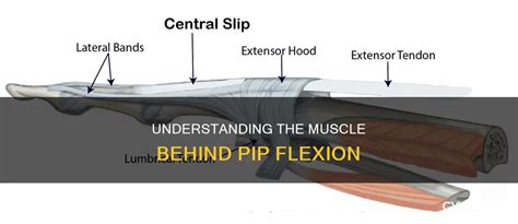 Understanding The Muscle Behind Pip Flexion Cyvigor