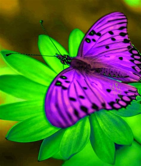 Farfalla A Purple Butterfly On A Green Flower