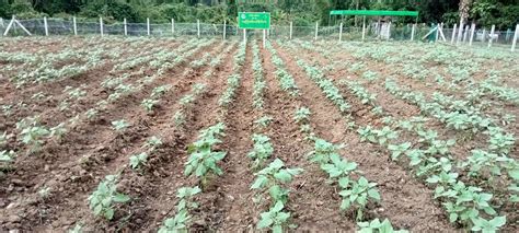 ကျိုင်းလပ်မြို့တွင် ရေဆင်း ၁ စပ်မျိုးနေကြာများကို စမ်းသပ်ကွက်ဖြင့် စတင်စိုက်ပျိုးထားရှိ