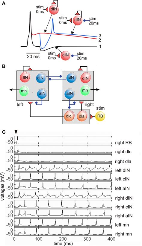 Feedback Excitation And Post Inhibitory Rebound Hypothesis For The Download Scientific Diagram