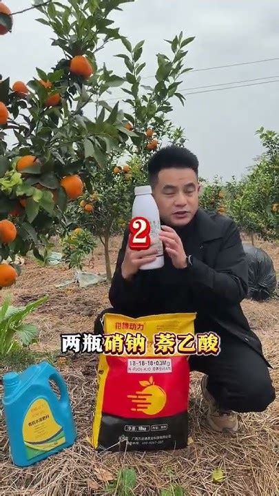 采完果以后，月子肥要及时的跟上，快速恢复树势，让明年能够继续丰产稳产采摘采摘啦 柑橘 月子肥 柑橘种植 果园管理 Youtube