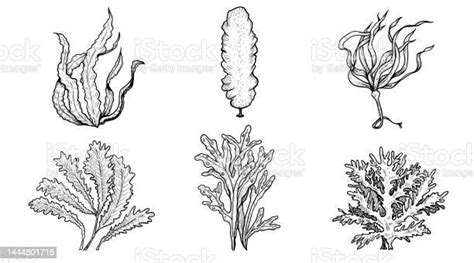 손으로 그린 스케치 스타일 다양 한 해초 세트 교육 및 해양 해상 설계에 가장 적합합니다 벡터 일러스트 컬렉션입니다 조류에 대한 스톡 벡터 아트 및 기타 이미지 Istock