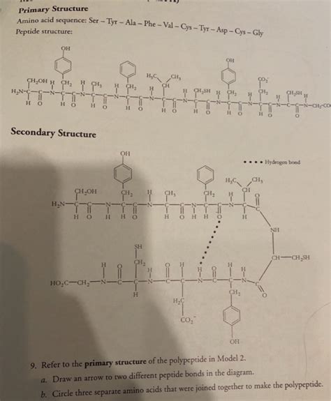 Primary Structure Of Amino Acid Bonds