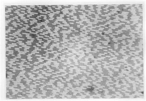 The Magnetic Domain Structure As Seen In A Polarization Microscope With Download Scientific