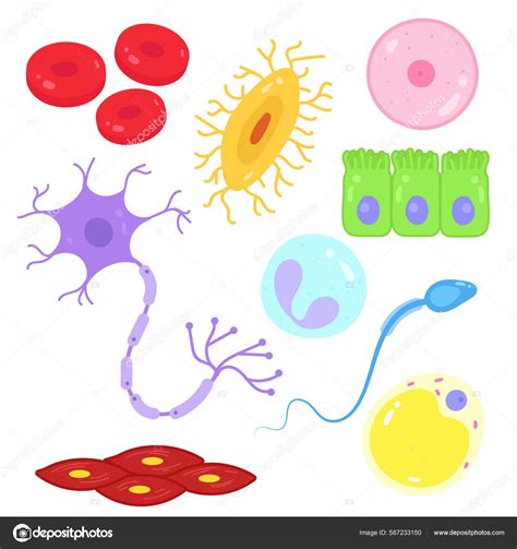 Types Cells Human Body Stock Vector Image By ©achiichiii 567233150