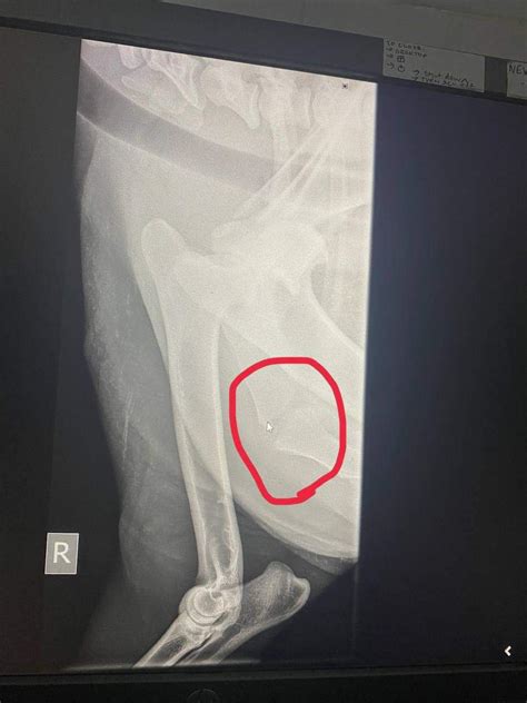 ពិតជាគួរឱ្យសោកស្តាយជាទីបំផុតសត្វកែះញីមួយក្បាលដែលជាប់អន្ទាក់និងរងរបួស បានស្លាប់ហើយ សារព័ត៌មាន