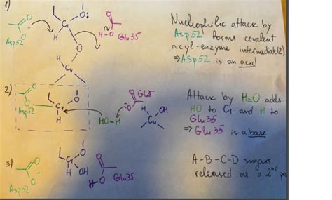 Diagram Of Lysozyme Reaction Quizlet
