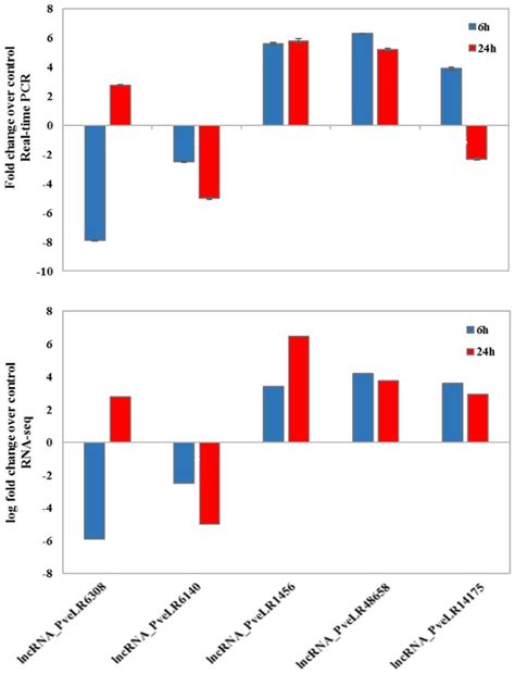 Validation Of RNA Sequencing Results By Real Time PCR Comparisons Download Scientific Diagram