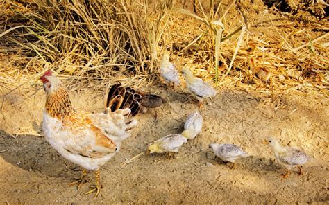 What Is Chicken Grit And Why Chickens Need It Learnpoultry